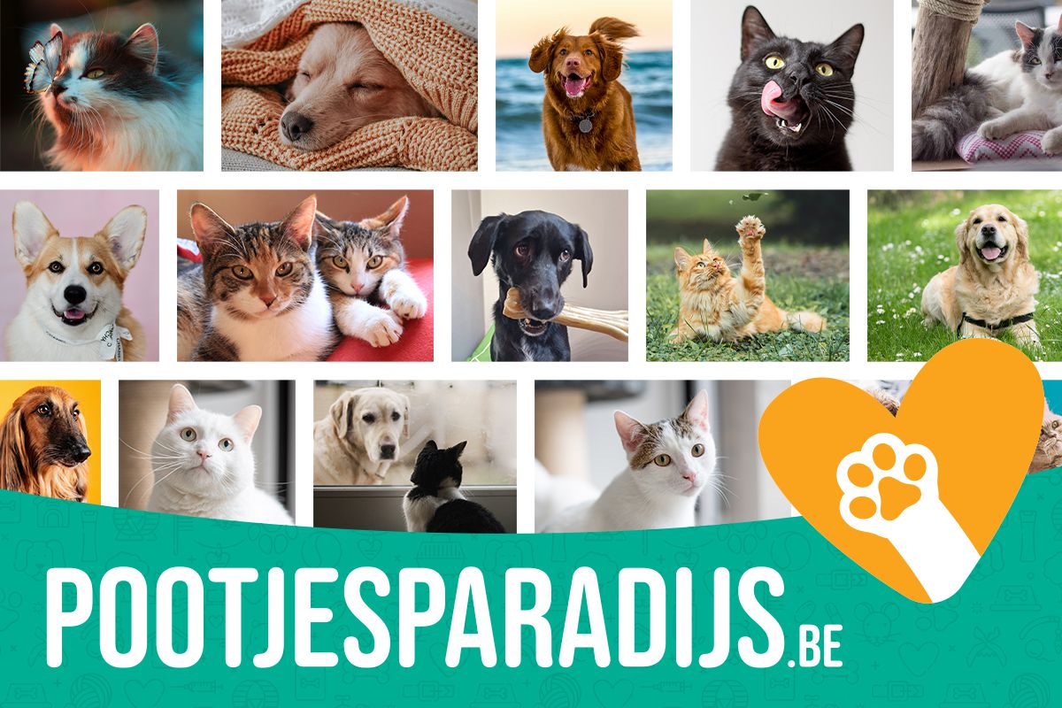 Onze partners • Pootjesparadijs Dierenasiel Zemst