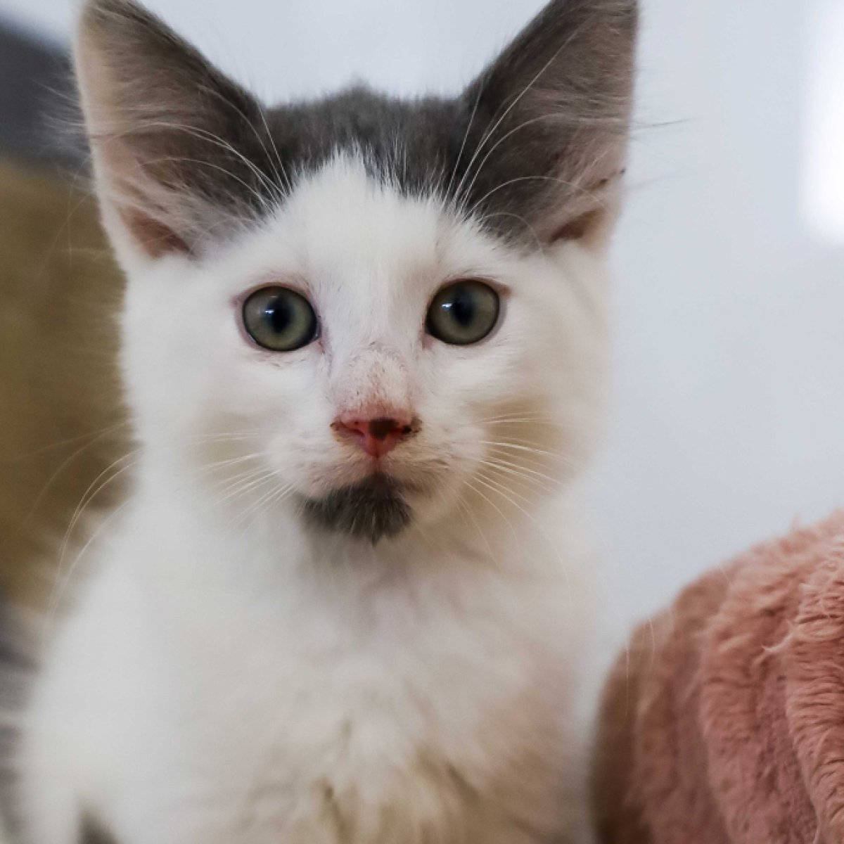 Leo (kat) • Pootjesparadijs Dierenasiel Zemst