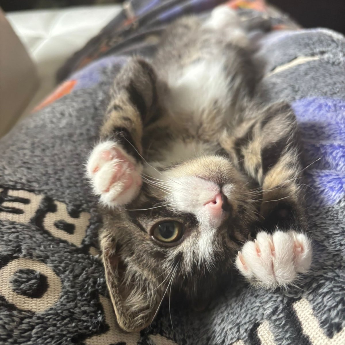 Minoe (kat) • Pootjesparadijs Dierenasiel Zemst