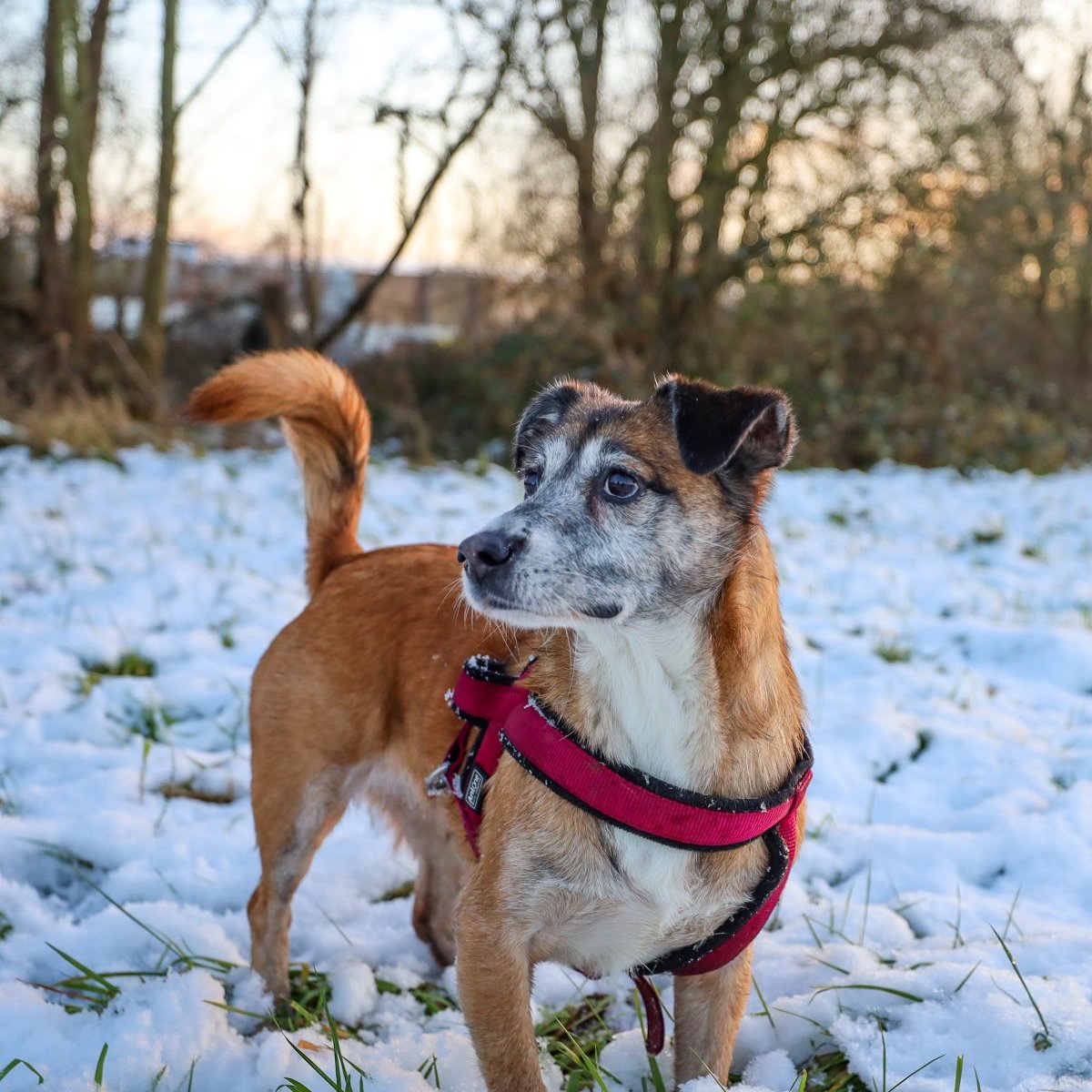 De dieren in opvang • Pootjesparadijs Dierenasiel Zemst
