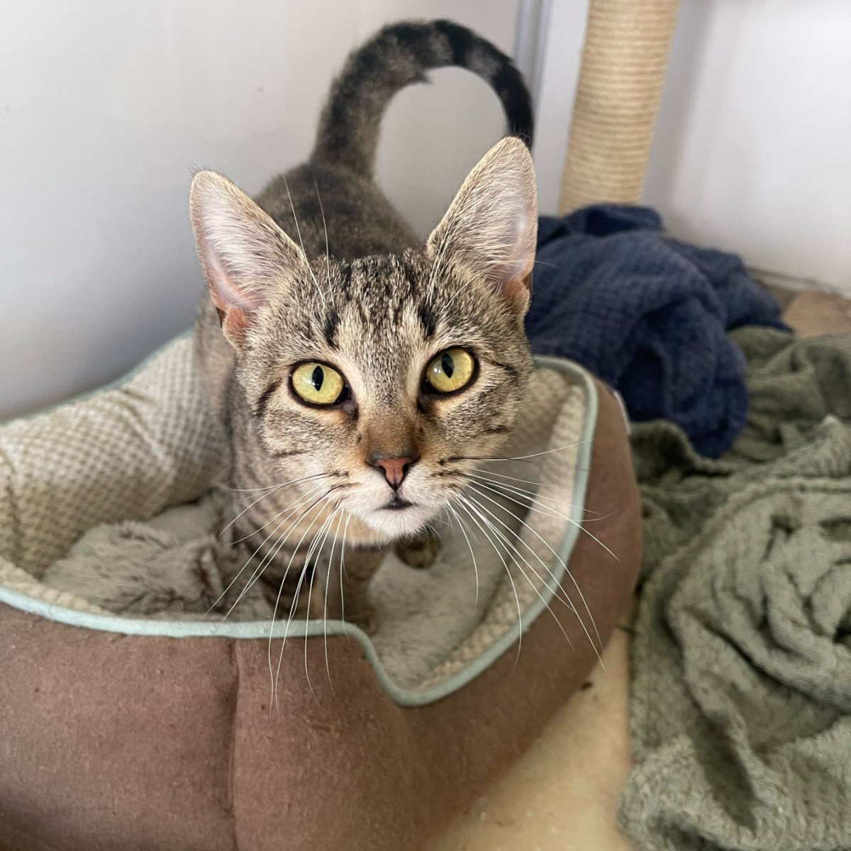 Gracy (kat) • Pootjesparadijs Dierenasiel Zemst